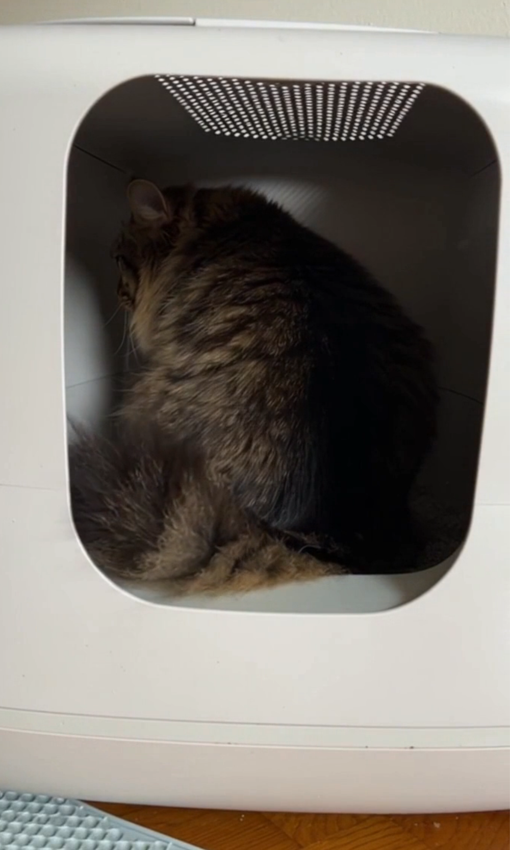 LitterGuard Pro – Whisko