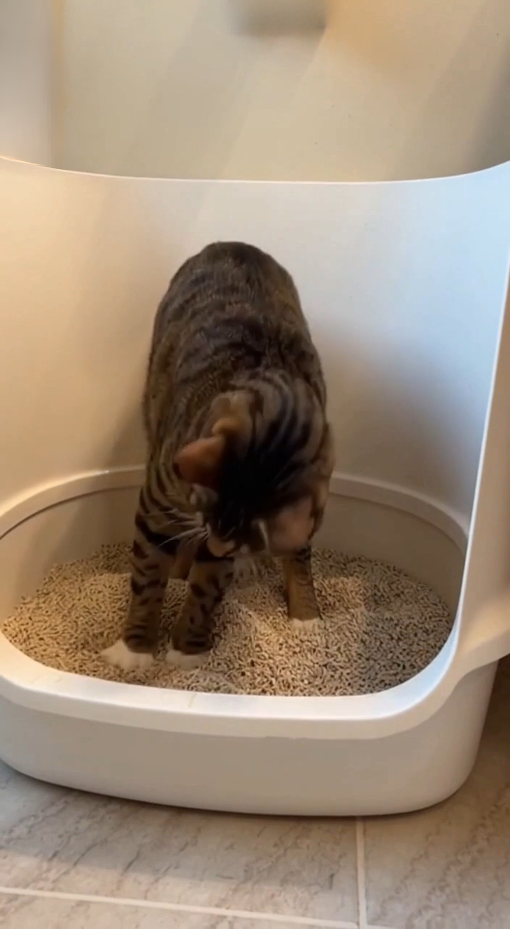 LitterGuard Pro – Whisko